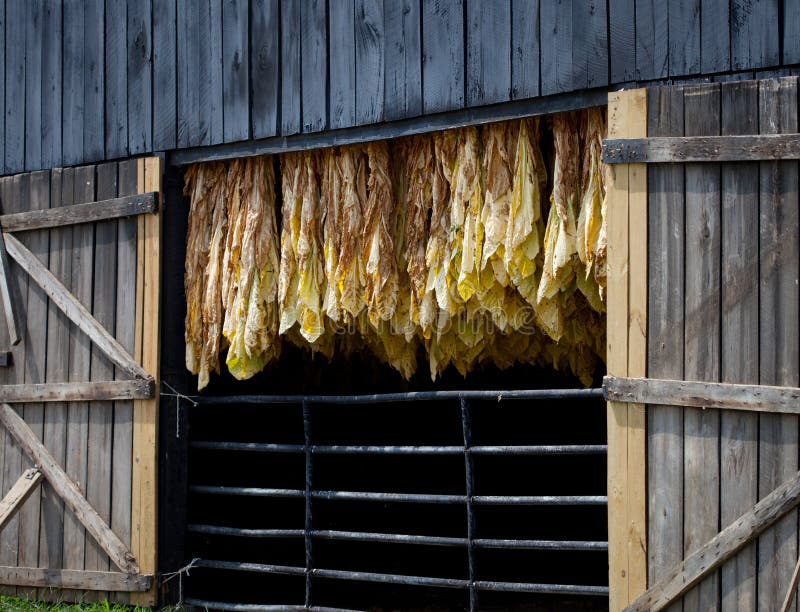 Curing Tobacco stock photo. Image of rustic, curing, barn - 1405446