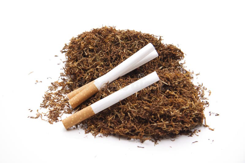 Tobacco with cigarette stock photo. Image of unhealthy - 17709796