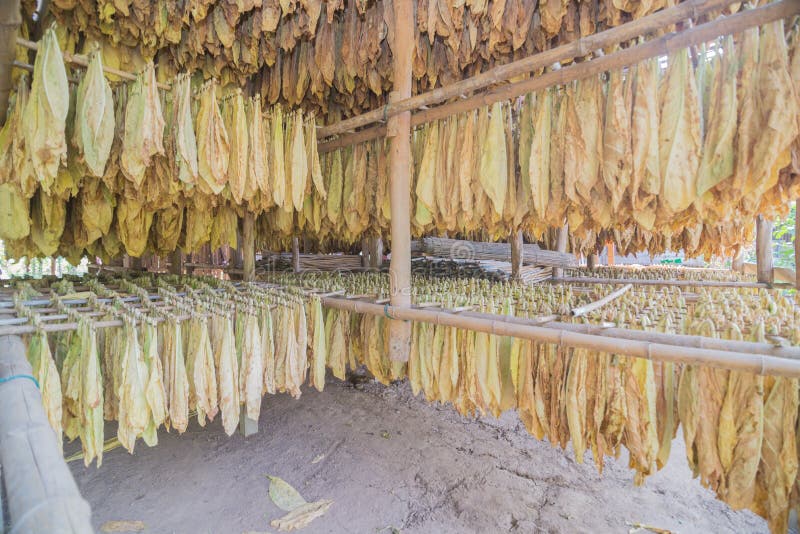 Curing Tobacco stock photo. Image of rustic, curing, barn - 1405446