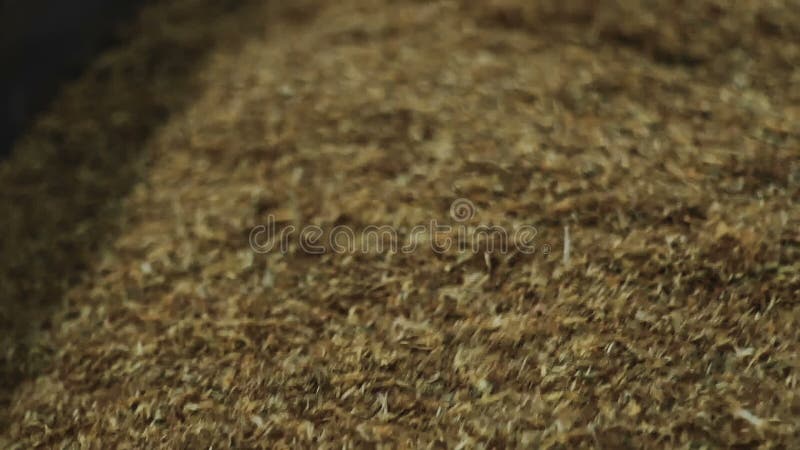 Tobacco Drying Process, Cigarette Manufacturing Stock Video - Video of ... Tobacco Drying Process, Cigarette Manufacturing Stock Video - Video of ...