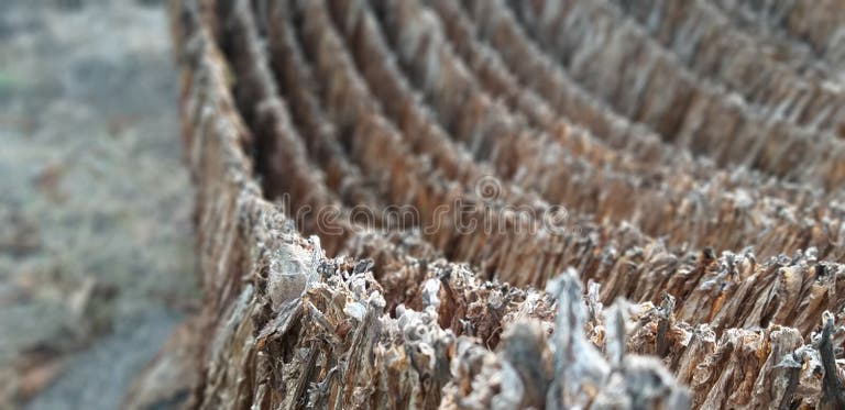 Tobacco is Drying Under Sun Light for Processing Purpose. Stock Photo ...