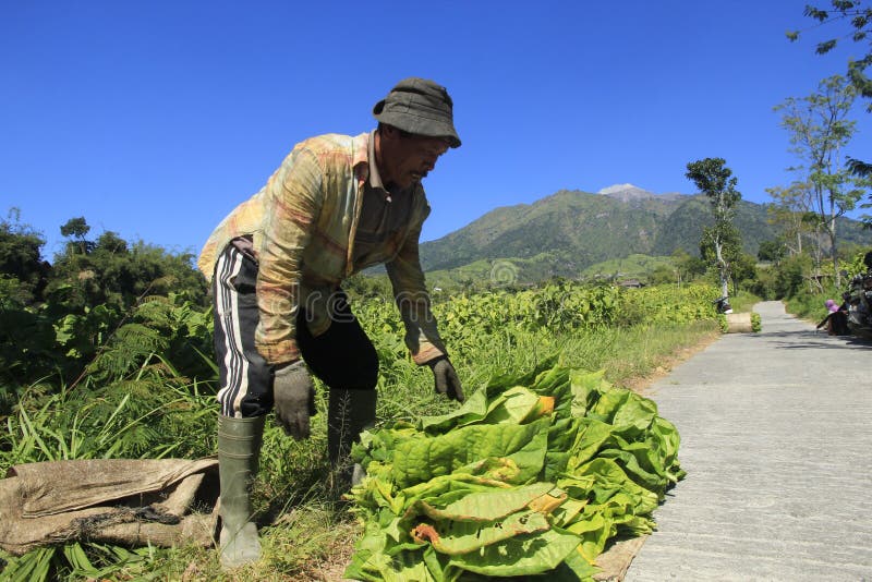 Tobacco farmers editorial stock image. Image of java - 33687999