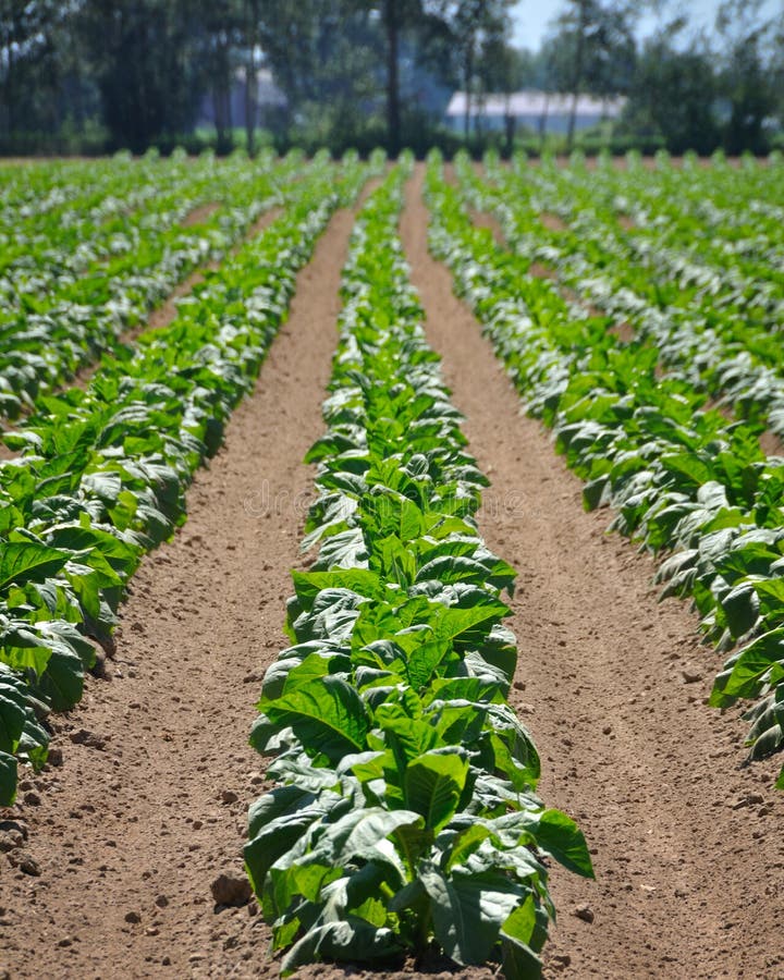 Tobacco Field stock image. Image of cigarette, plants - 15020047
