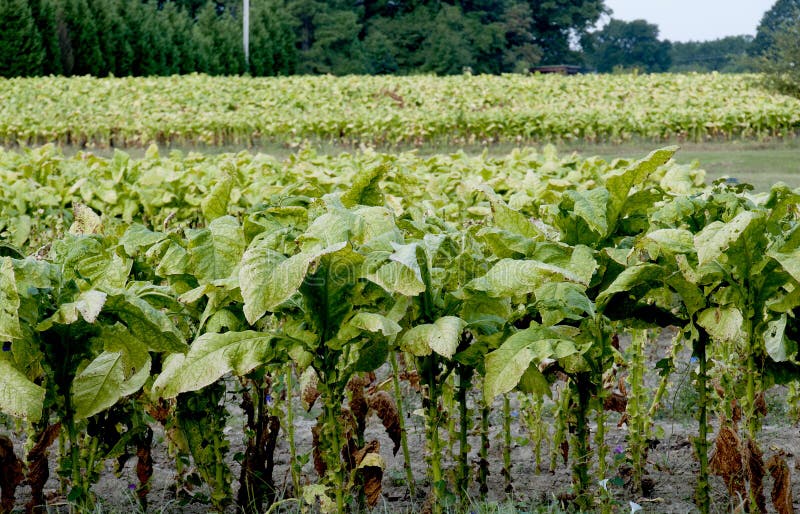 Tobacco Field stock image. Image of leafs, farming, plants - 16338565