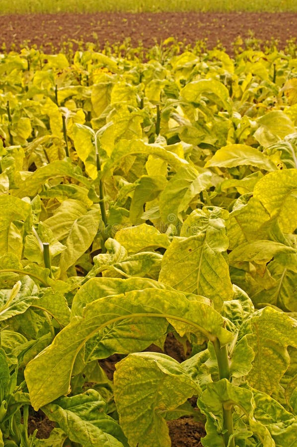 Tobacco field stock image. Image of product, culture - 21499125