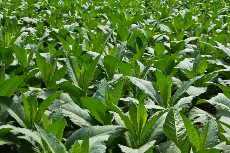 Tobacco field stock photo. Image of garden, background - 23036792