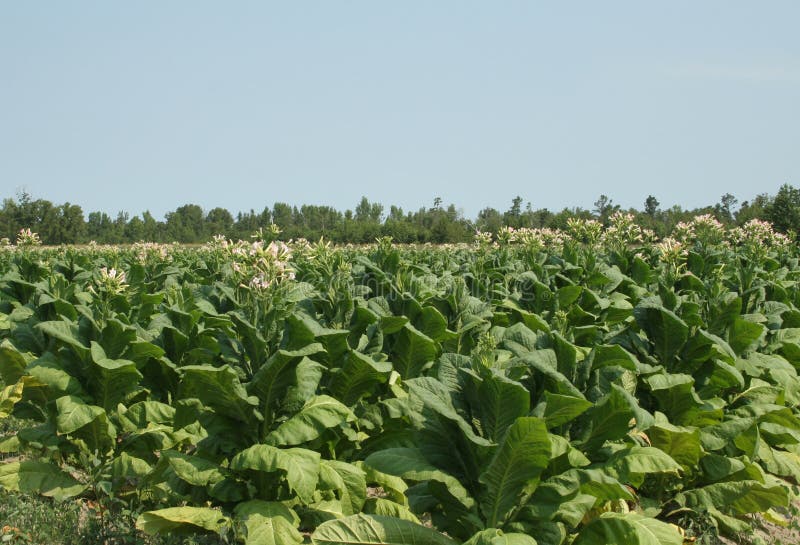 Tobacco field in Cuba stock photo. Image of harvest, cigars - 2051302