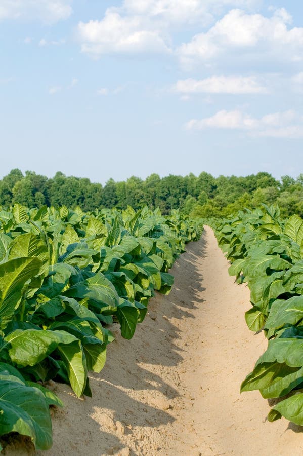 Tobacco Field stock image. Image of agriculture, harvest - 10032937