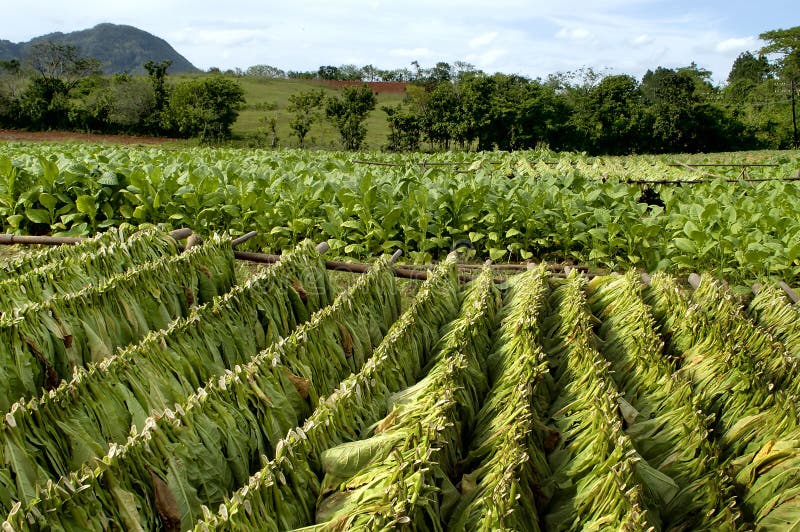 Tobacco field in Cuba stock photo. Image of harvest, cigars - 2051302