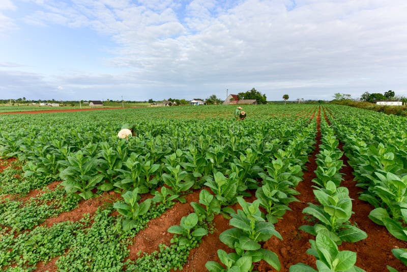 Tobacco Field - Vinales Valley, Cuba Editorial Stock Photo - Image of ...