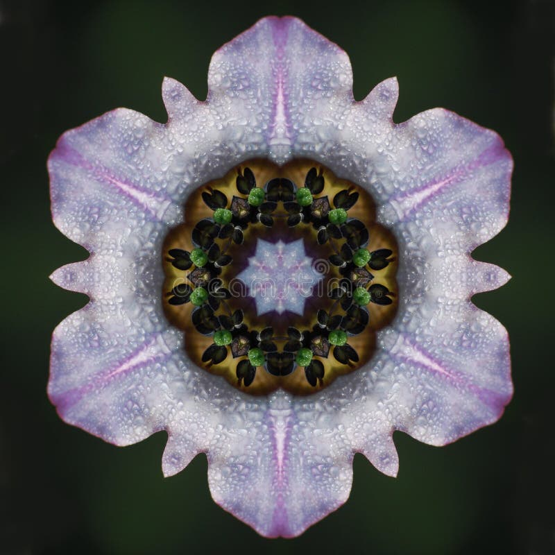 Blue Concentric Flower Center. Mandala Kaleidoscopic Design Stock Image ...