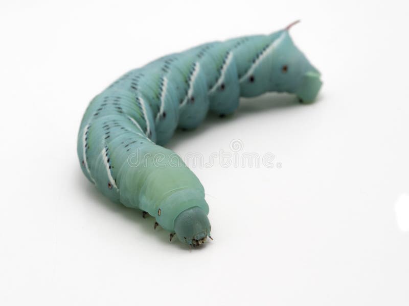 P1240041 Tobacco Hornworm Manduca Sexta Isolated On White Cecp 2022 Stock Image Image Of