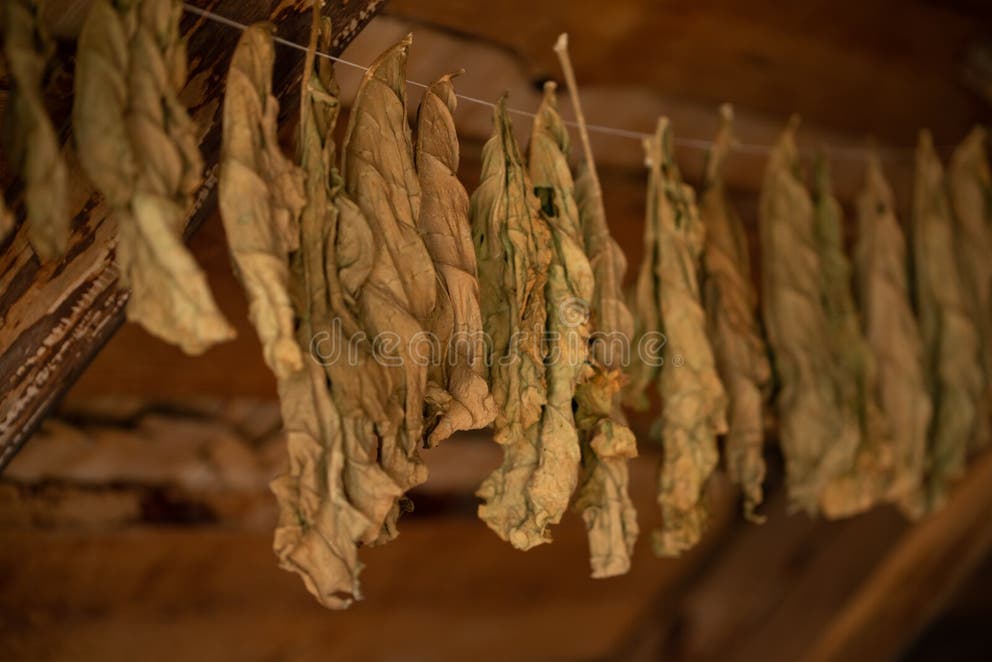 Tobacco Leaf Drying and Fermentation Process Stock Photo - Image of ...