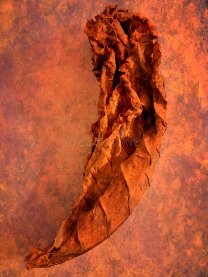 Rusty leaf stock photo. Image of leaf, background, design - 78145650