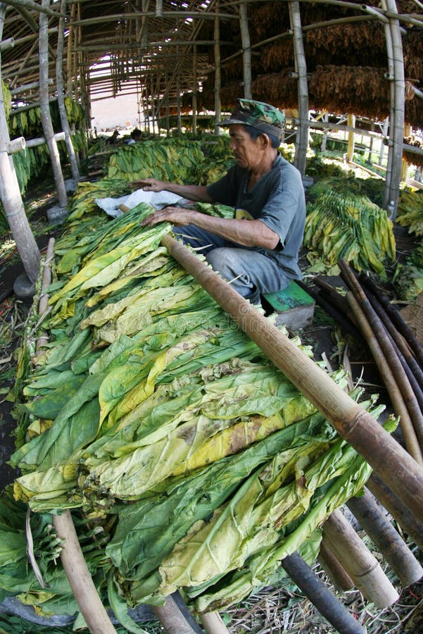 Tobacco leave editorial photography. Image of stringing - 34410927