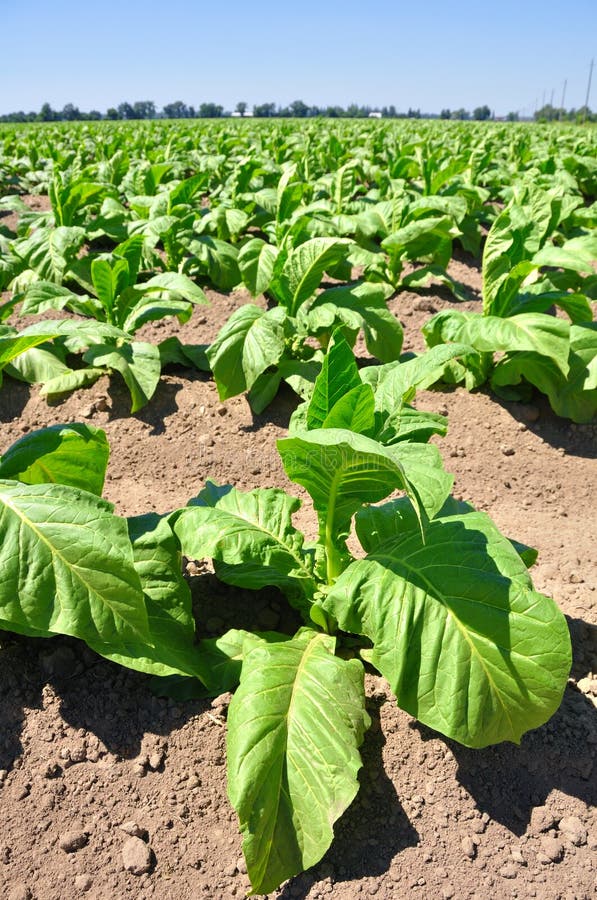 Tobacco Plant