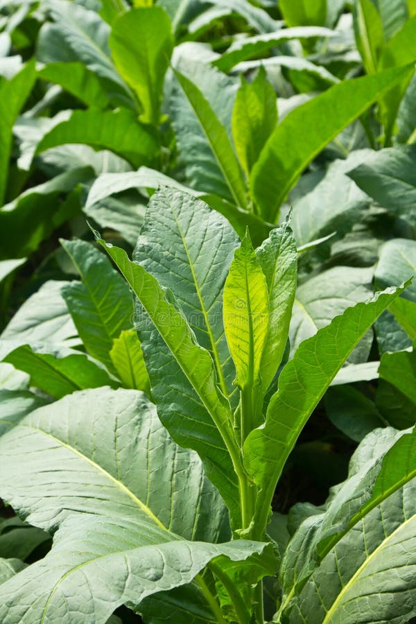 Tobacco Plant stock photo. Image of leaf, organic, farming - 22947146