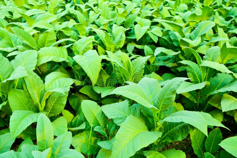 Tobacco Plants stock photo. Image of unhealthy, farm, land - 1061828