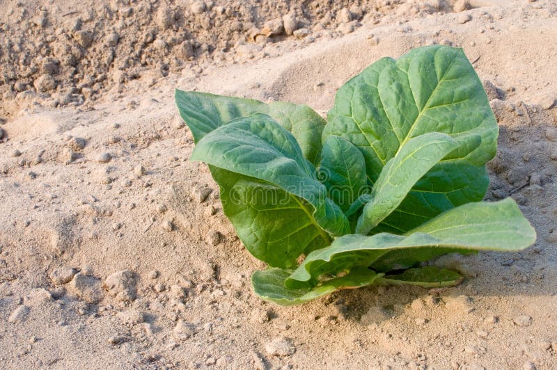 Tobacco Plant stock image. Image of agriculture, harvest - 5392493