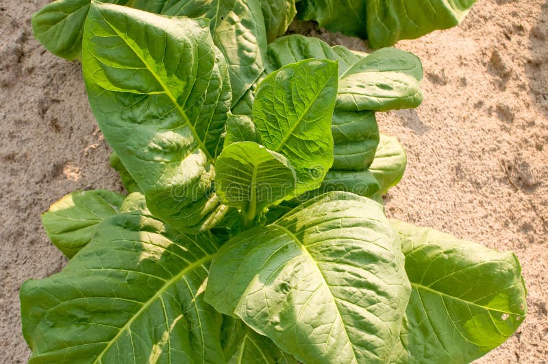 Tobacco Plant stock image. Image of agriculture, plant - 5549877