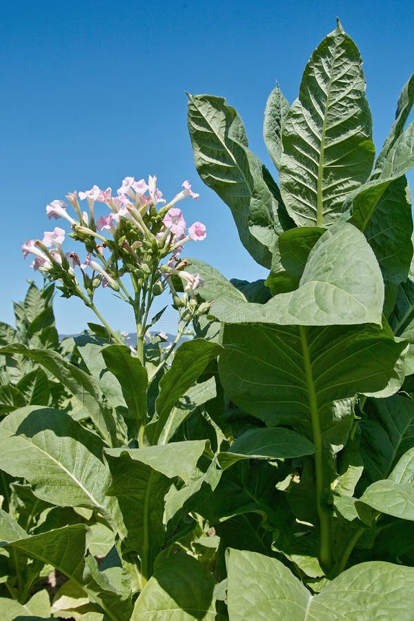 Tobacco plant in bloom stock photo. Image of leaf, tobacco - 17911910
