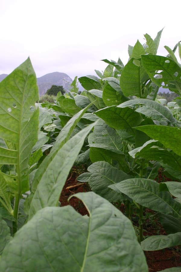 Tobacco Plant Cuba stock photo. Image of close, growing - 37686362