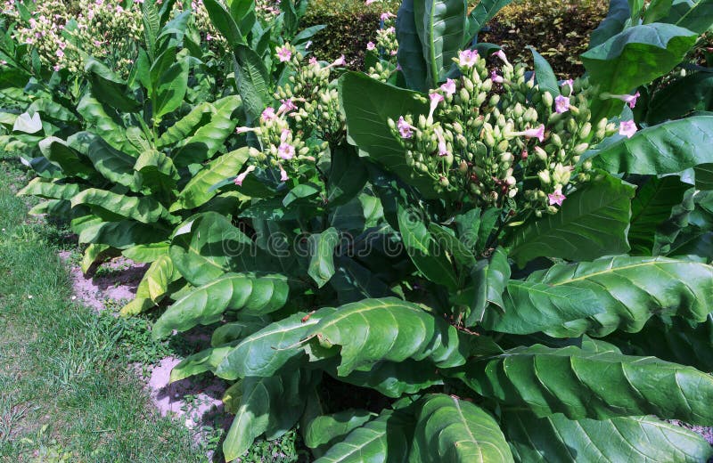 Tobacco plant stock image. Image of growing, flora, cigarette - 33945343