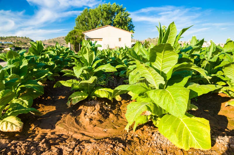 Tobacco Plantation in a Rural Field Stock Image - Image of organic ...