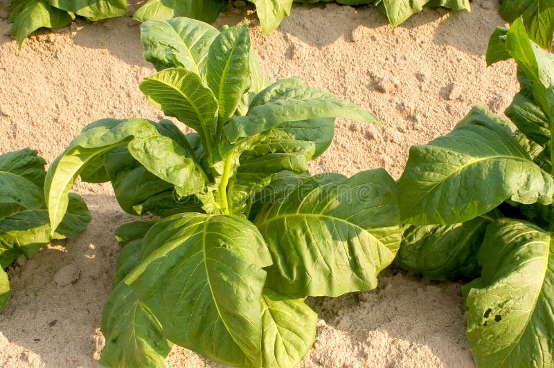 Tobacco Plants stock image. Image of outside, outdoors - 5549917