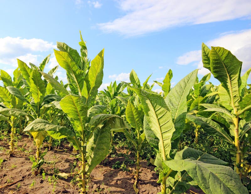 Tobacco Plants. stock photo. Image of leaves, plantation - 38661364