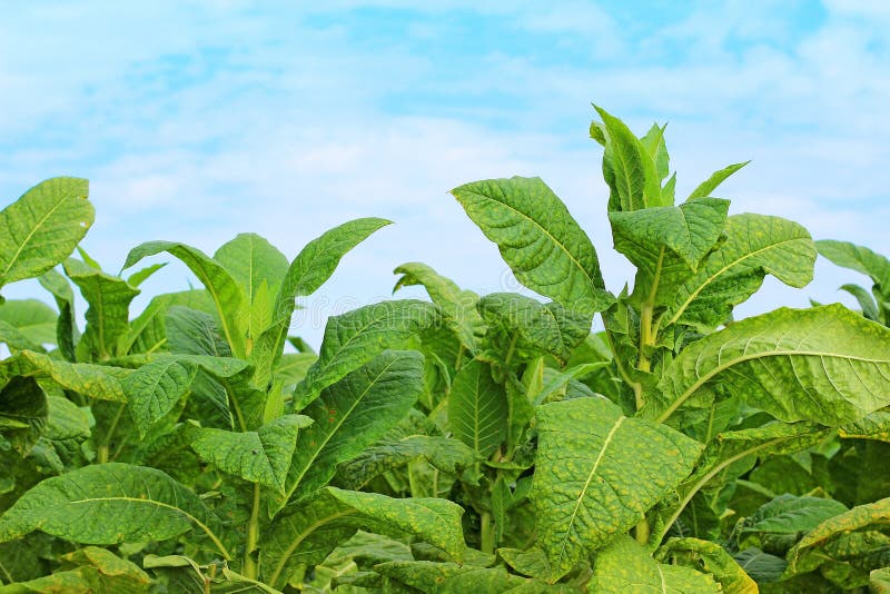 Tobacco Plants stock photo. Image of land, field, plants - 43832406