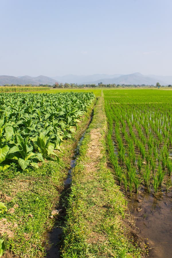 Tobacco Plants, Rice Field and Corn Stock Photo - Image of farm, garden ...