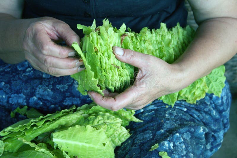 Tobacco stringing 002 stock image. Image of agriculture - 1298395