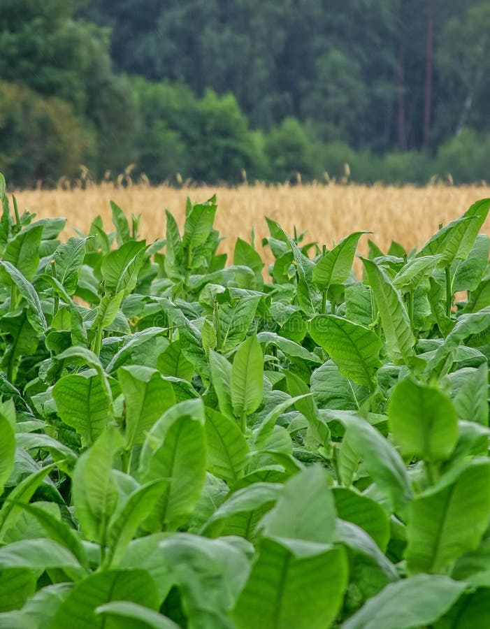 206 Tobaco Plant Stock Photos - Free & Royalty-Free Stock Photos from ...