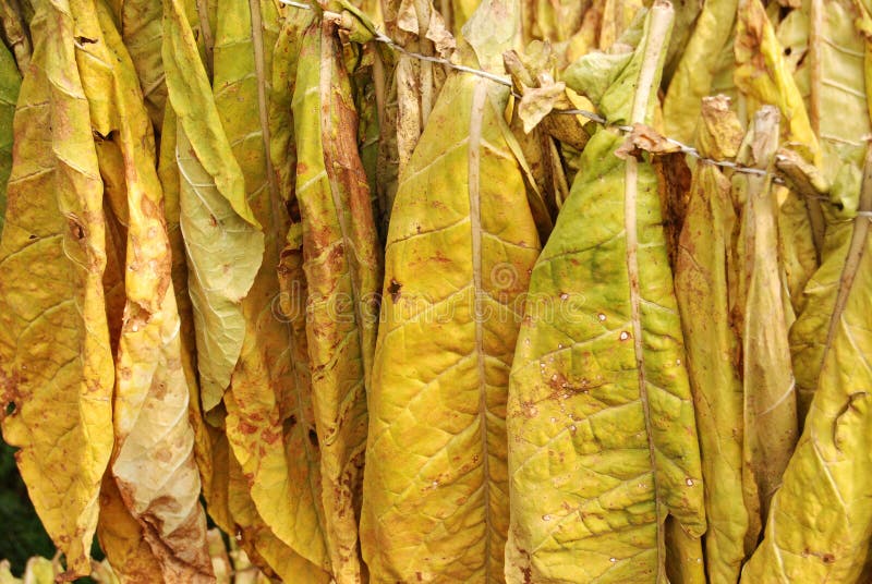 Tobak 04 arkivfoto. Bild av lövverk, texturerat, textur - 3523536