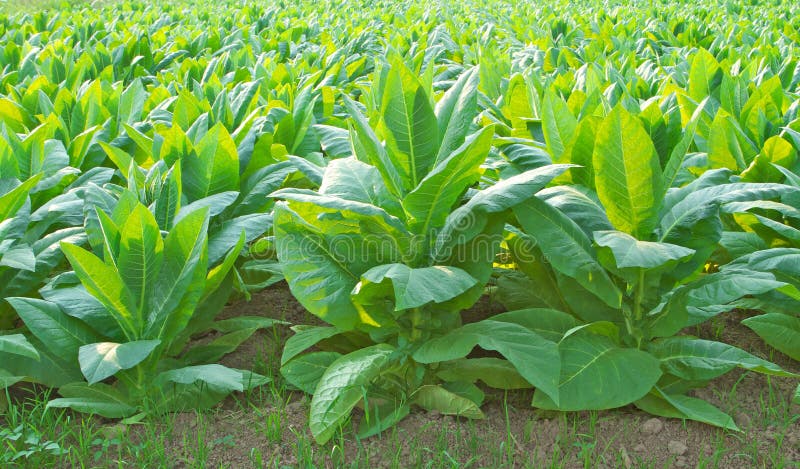 En Blomma Av Tobak I Thailand Arkivfoto - Bild av skörd, land: 40092916