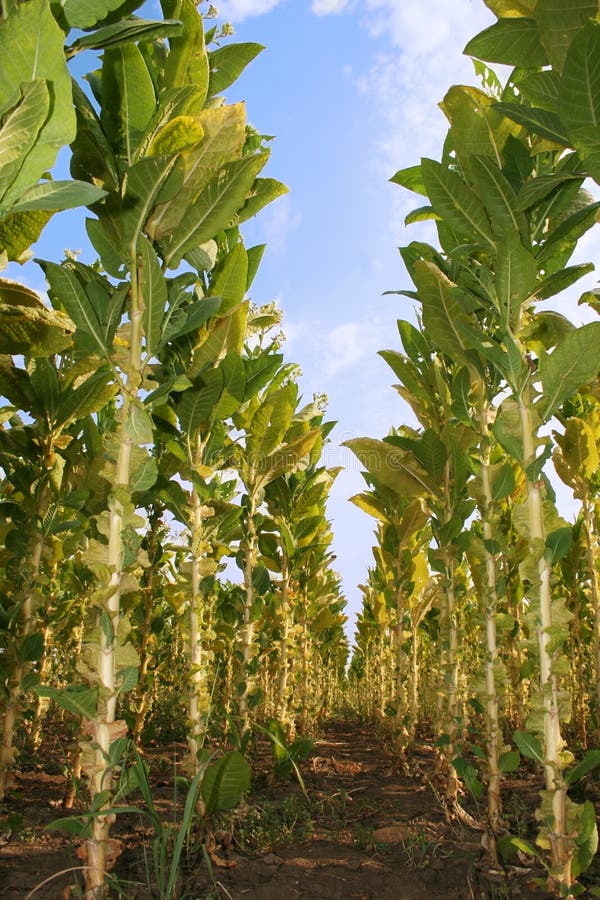 Tobbacco plant stock image. Image of tobacco, organic - 21159539