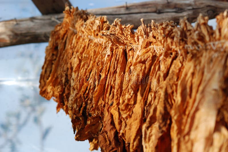 Tobbaco leaves stock image. Image of farming, farm, garden - 46905011