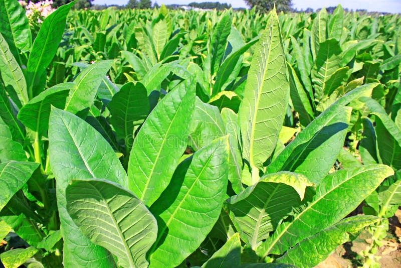Tobbaco plantation stock photo. Image of south, farm - 58629420
