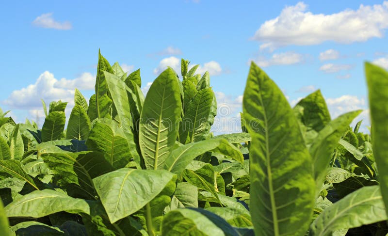 Tobbaco plantation stock image. Image of green, agriculture - 77539279