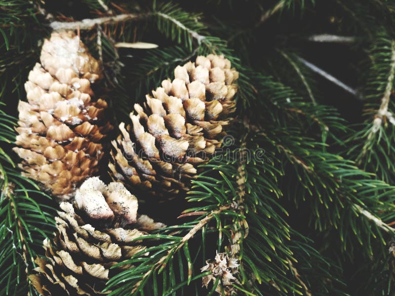 Tobos on the Pine Tree in the Forest Stock Image - Image of grow, black ...