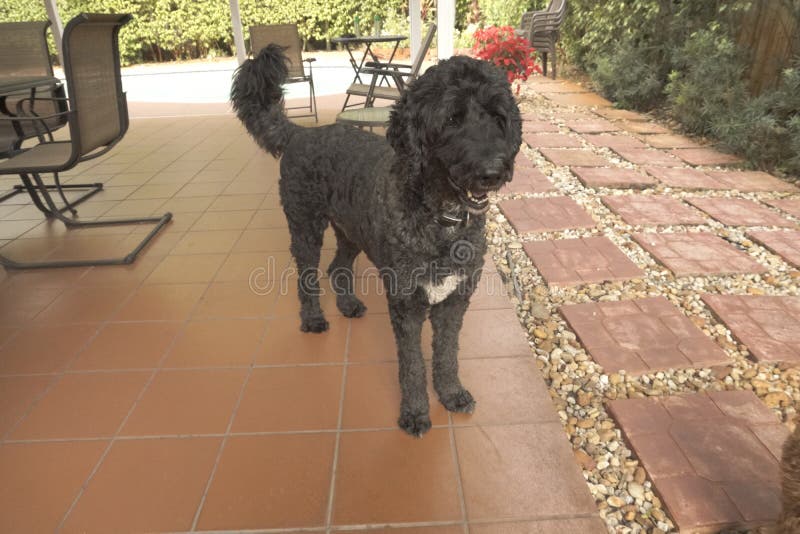 Toby stock image. Image of toby, pool, canine, home - 134629147