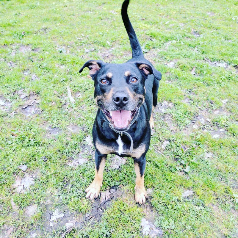 Rottweiler Cross Doberman