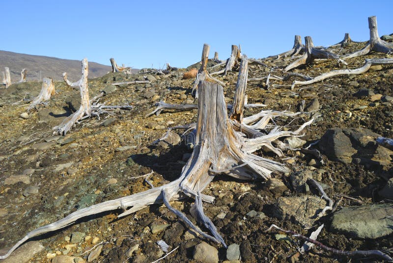 Tocón muerto de un árbol imagen de archivo. Imagen de planta - 3246251