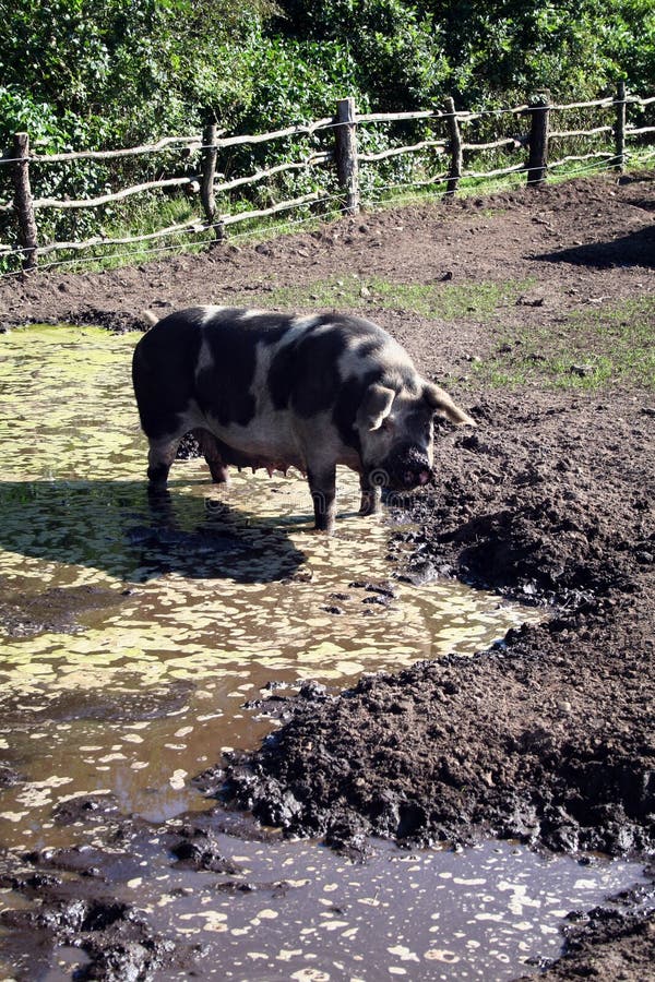 384 Cerdo Sucio Feo Fotos de stock - Fotos libres de regalías de Dreamstime