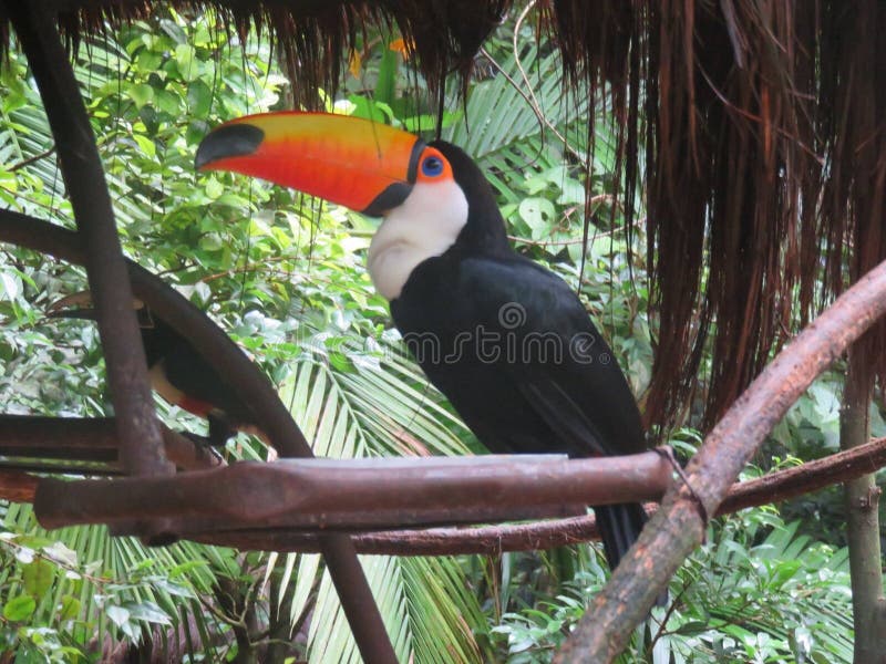 Toco in Brazil stock photo. Image of nature, brazill - 82245564