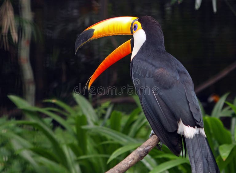Toco toucan stock photo. Image of animal, nature, massive - 13624786