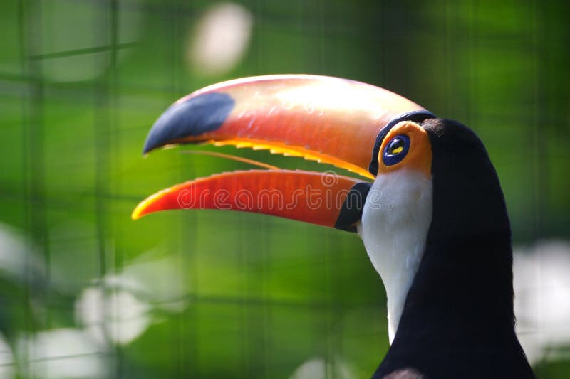 Toco Toucan stock photo. Image of color, toucans, bird - 3613248