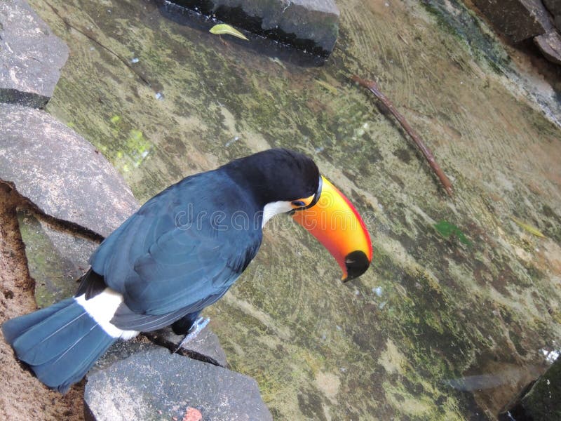 Toco Toucan bird stock photo. Image of wildlife, birds - 88366426