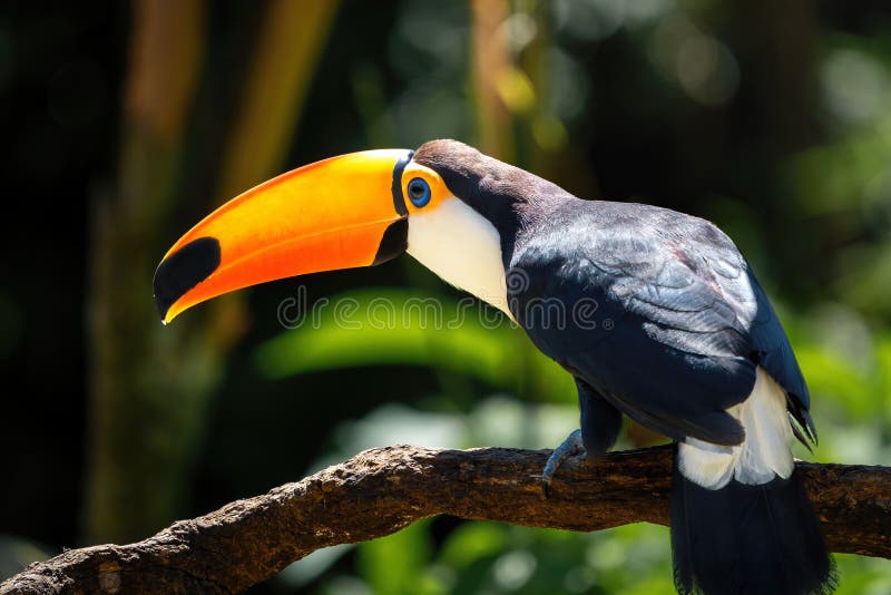 Toco Toucan bird stock photo. Image of bill, toucan - 300861672